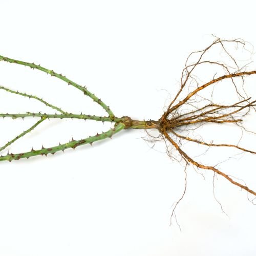 Understanding Grafted vs. Own Root Roses: Which is Right for Your Garden? | Jackson & Perkins
